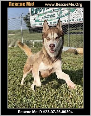 - Texas Siberian Husky Rescue - ADOPTIONS - Rescue Me!