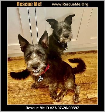- California Schnauzer Rescue - ADOPTIONS - Rescue Me!