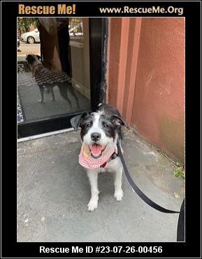- Pennsylvania Border Collie Rescue - ADOPTIONS - Rescue Me!