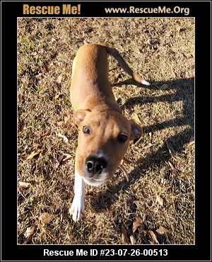 - New Mexico Dog Rescue - ADOPTIONS - Rescue Me!
