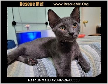 - California Russian Blue Rescue - ADOPTIONS - Rescue Me!