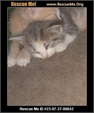 - Virginia Cat Rescue - ADOPTIONS - Rescue Me!