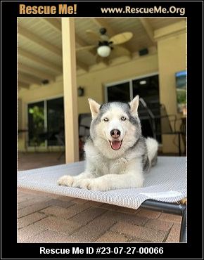 - Florida Siberian Husky Rescue - ADOPTIONS - Rescue Me!