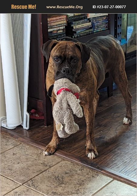 ADOPT 23072700077 ~ Boxer Rescue ~ Tallahassee, FL