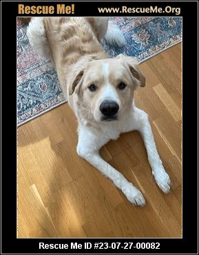 - Ohio Golden Retriever Rescue - ADOPTIONS - Rescue Me!