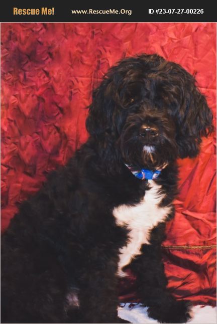 ADOPT 23072700226 ~ Portuguese Water Dog Rescue ~ Plattsmouth, NE