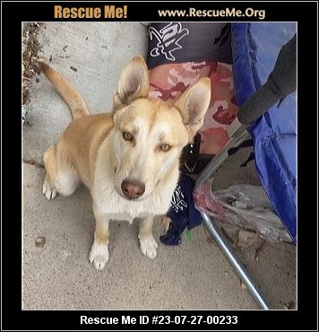 - Nevada Dog Rescue - ADOPTIONS - Rescue Me!