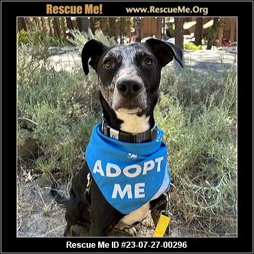 - Nevada Dog Rescue - ADOPTIONS - Rescue Me!