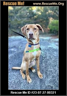 - North Carolina Doberman Pinscher Rescue - ADOPTIONS - Rescue Me!