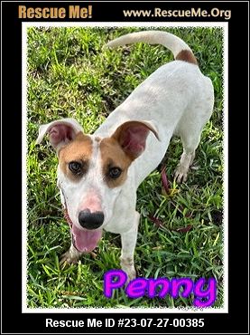 - Florida Jack Russell Rescue - ADOPTIONS - Rescue Me!