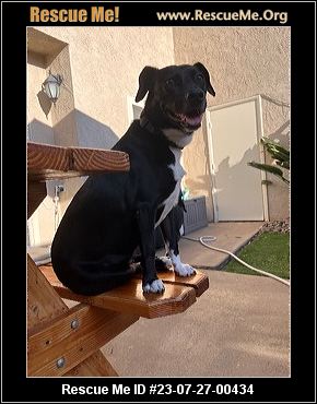 - California Border Collie Rescue - ADOPTIONS - Rescue Me!