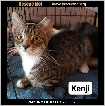 - New York Cat Rescue - ADOPTIONS - Rescue Me!
