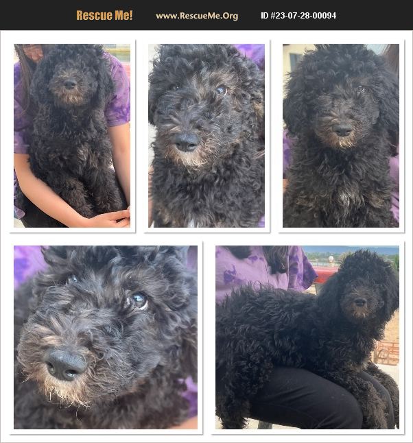 ADOPT 23072800094 ~ Poodle Rescue ~ HESPERIA, CA