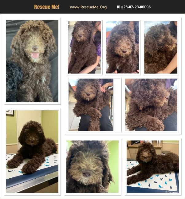 ADOPT 23072800096 ~ Poodle Rescue ~ HESPERIA, CA