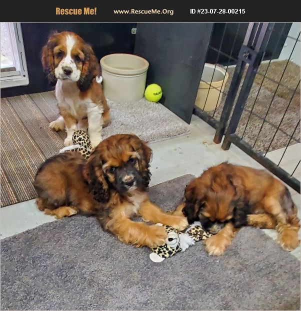 ADOPT 23072800215 ~ Cocker Spaniel Rescue ~ Denver, IN