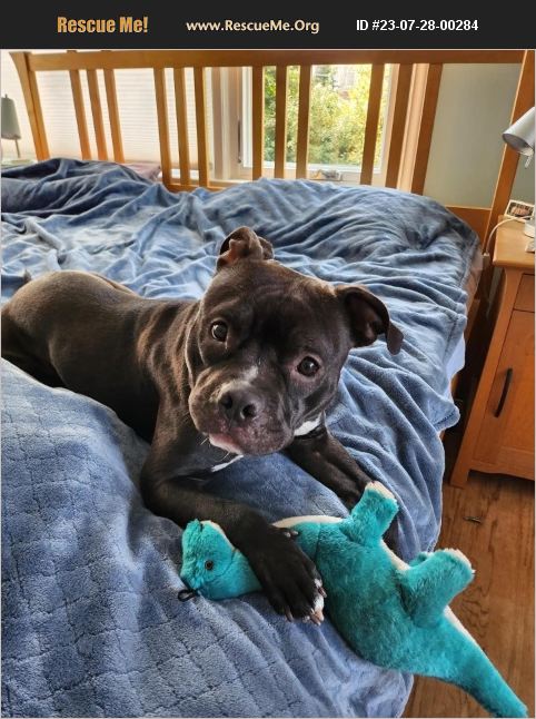 ADOPT 23072800284 ~ American Staffordshire Terrier Rescue ~ Gig Harbor, WA