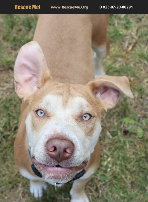 ADOPT 23072800291 ~ Shar-Pei Rescue ~ Gig Harbor, WA