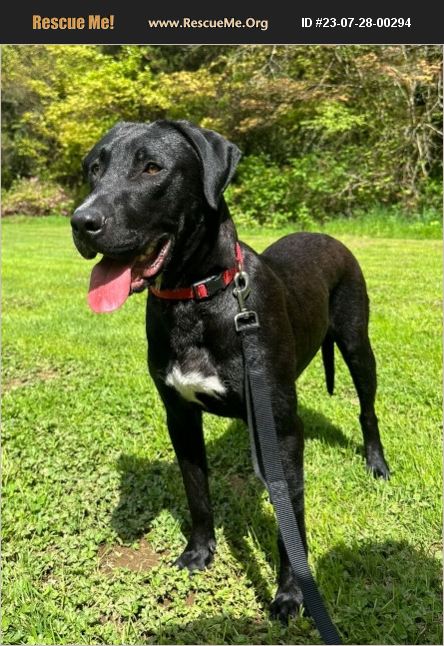 ADOPT 23072800294 ~ Lab Rescue ~ Gig Harbor, WA