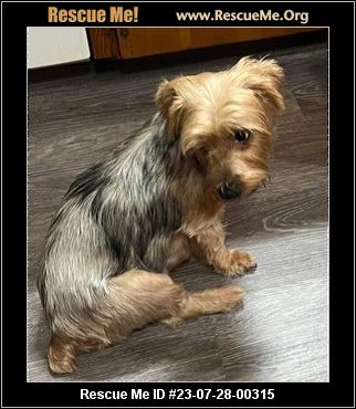 - Georgia Yorkie Rescue - ADOPTIONS - Rescue Me!
