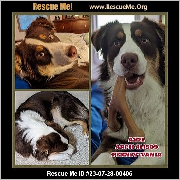 - Pennsylvania Dog Rescue - ADOPTIONS - Rescue Me!