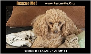 - New York Poodle Rescue - ADOPTIONS - Rescue Me!