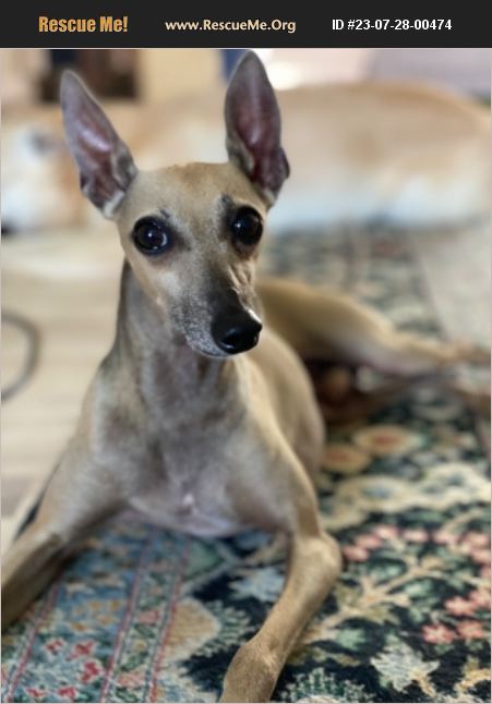 ADOPT 23072800474 ~ Italian Greyhound Rescue ~ Houston, TX