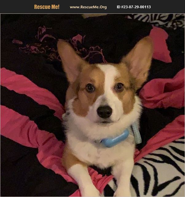 ADOPT 23072900113 ~ Corgi Rescue ~ West Linn, OR