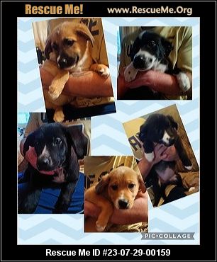 - Indiana Dog Rescue - ADOPTIONS - Rescue Me!