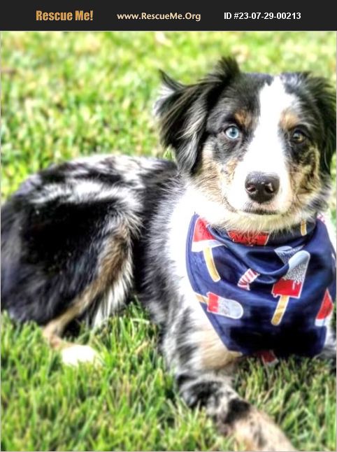 ADOPT 23072900213 ~ Australian Shepherd Rescue ~ Anaheim , CA