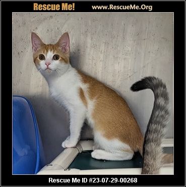 - Missouri Cat Rescue - ADOPTIONS - Rescue Me!