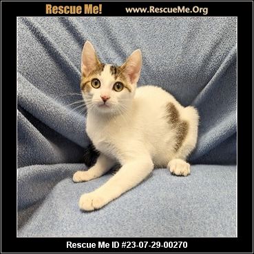 - Missouri Cat Rescue - ADOPTIONS - Rescue Me!