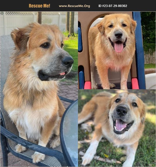 ADOPT 23072900302 ~ Great Pyrenees Rescue ~ Fort Walton Beach, FL