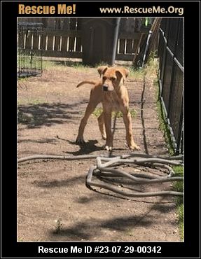 - Texas Great Dane Rescue - ADOPTIONS - Rescue Me!