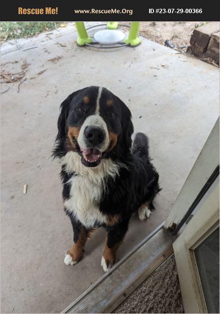ADOPT 23072900366 ~ Bernese Mountain Dog Rescue ~ Nampa, ID