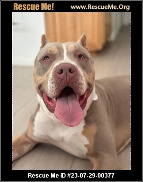 - California American Bulldog Rescue - ADOPTIONS - Rescue Me!