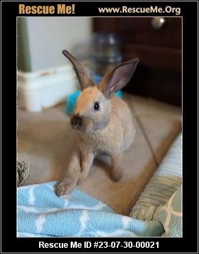 - California Rabbit Rescue - ADOPTIONS - Rescue Me!