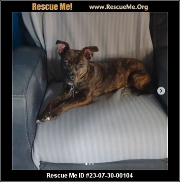 - Pennsylvania Dog Rescue - ADOPTIONS - Rescue Me!