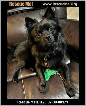 - Virginia Pomeranian Rescue - ADOPTIONS - Rescue Me!
