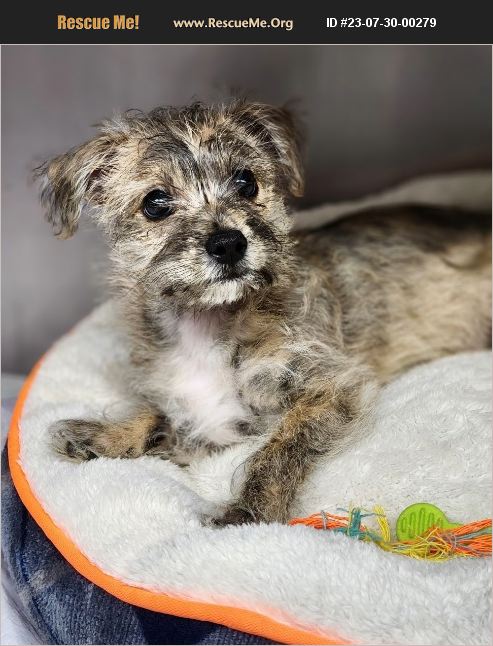 ADOPT 23073000279 ~ Yorkie Rescue ~ San Pedro, CA