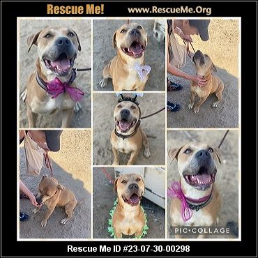 - California Pit Bull Rescue - ADOPTIONS - Rescue Me!