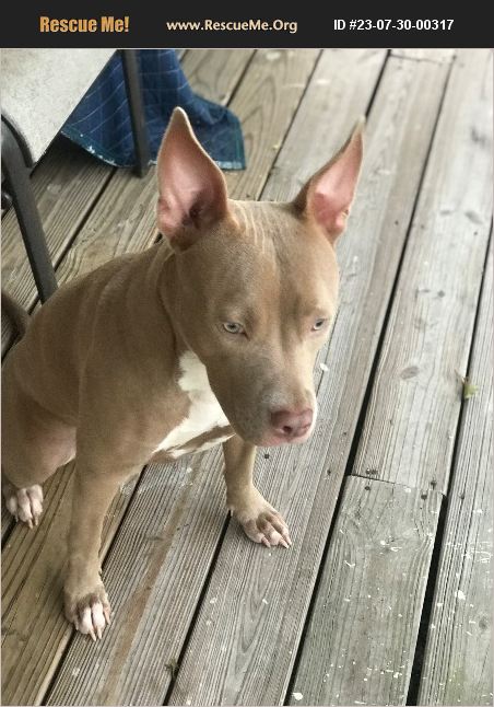 ADOPT 23073000317 ~ Pit Bull Rescue ~ Cocoa, FL