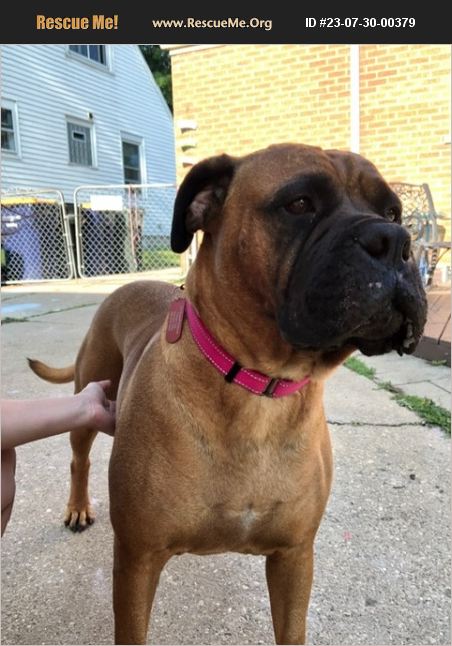 ADOPT 23073000379 ~ Bullmastiff Rescue ~ Pottersville, NJ