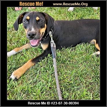 - Pennsylvania Beagle Rescue - ADOPTIONS - Rescue Me!