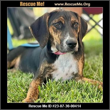 - Pennsylvania Beagle Rescue - ADOPTIONS - Rescue Me!