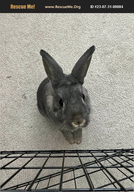 ADOPT 23073100084 ~ Rabbit Rescue ~ Raleigh, NC