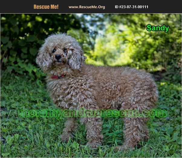 ADOPT 23073100111 ~ Poodle Rescue ~ Mount Carmel, PA