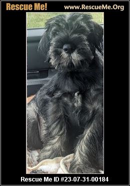 - Minnesota Dog Rescue - ADOPTIONS - Rescue Me!