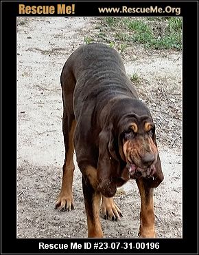 - Texas Bloodhound Rescue - ADOPTIONS - Rescue Me!