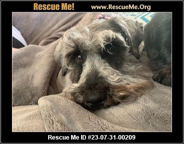 - Minnesota Dog Rescue - ADOPTIONS - Rescue Me!