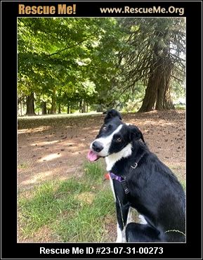 - Oregon Dog Rescue - ADOPTIONS - Rescue Me!